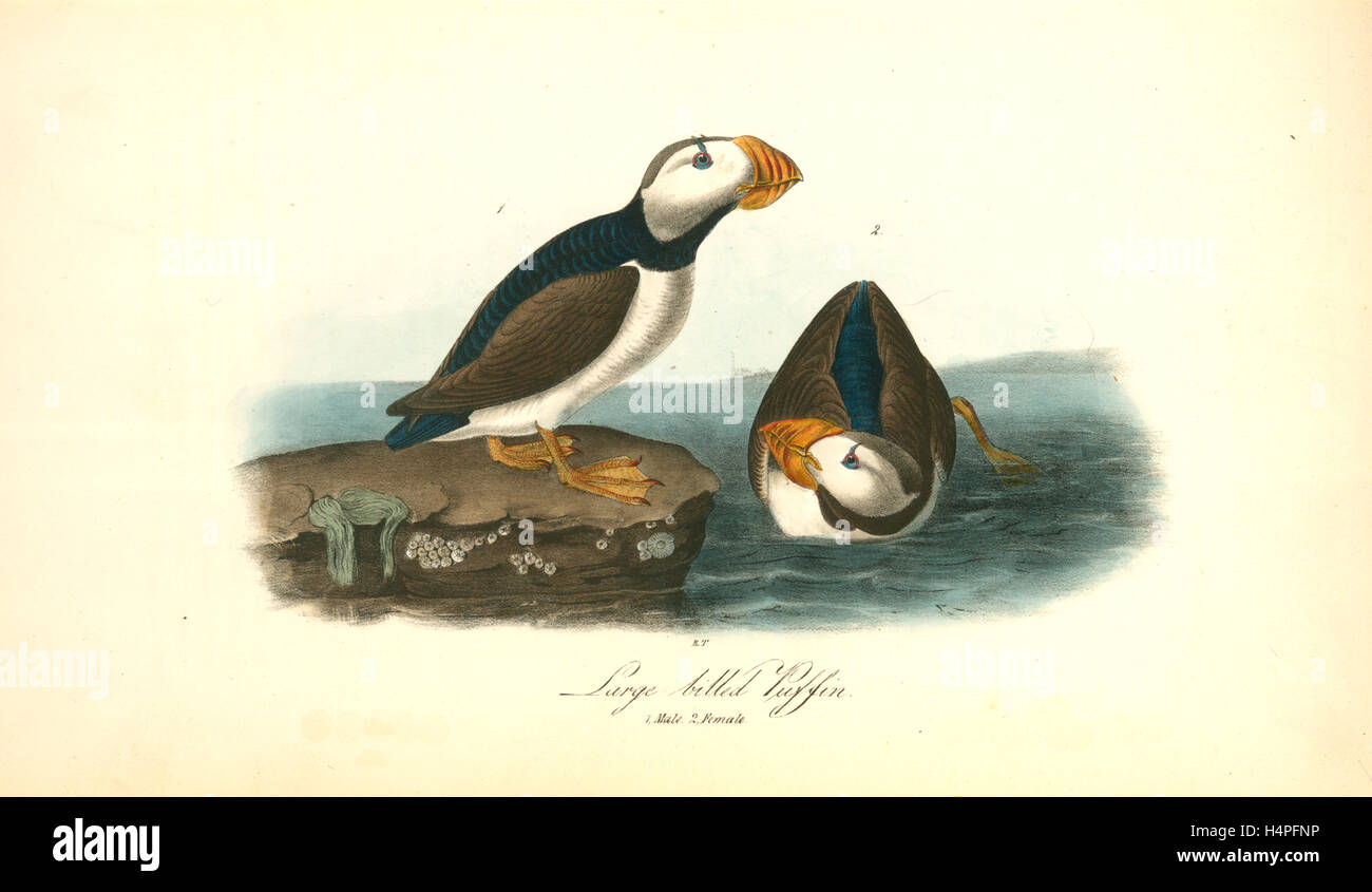 Large-billed Puffin. 1. Male. 2 Female., Audubon, John James, 1785-1851 ...