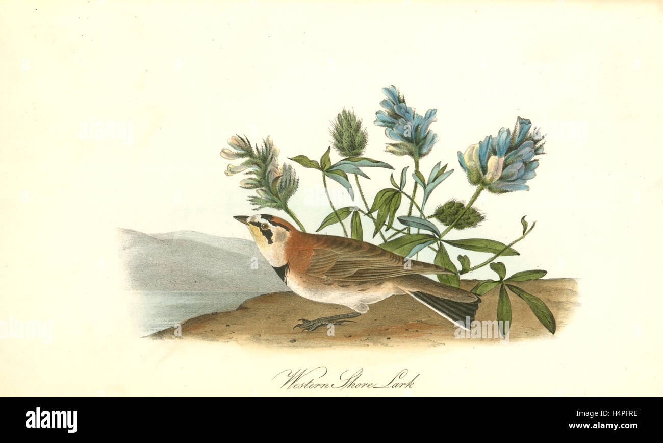 American lark hi-res stock photography and images - Alamy