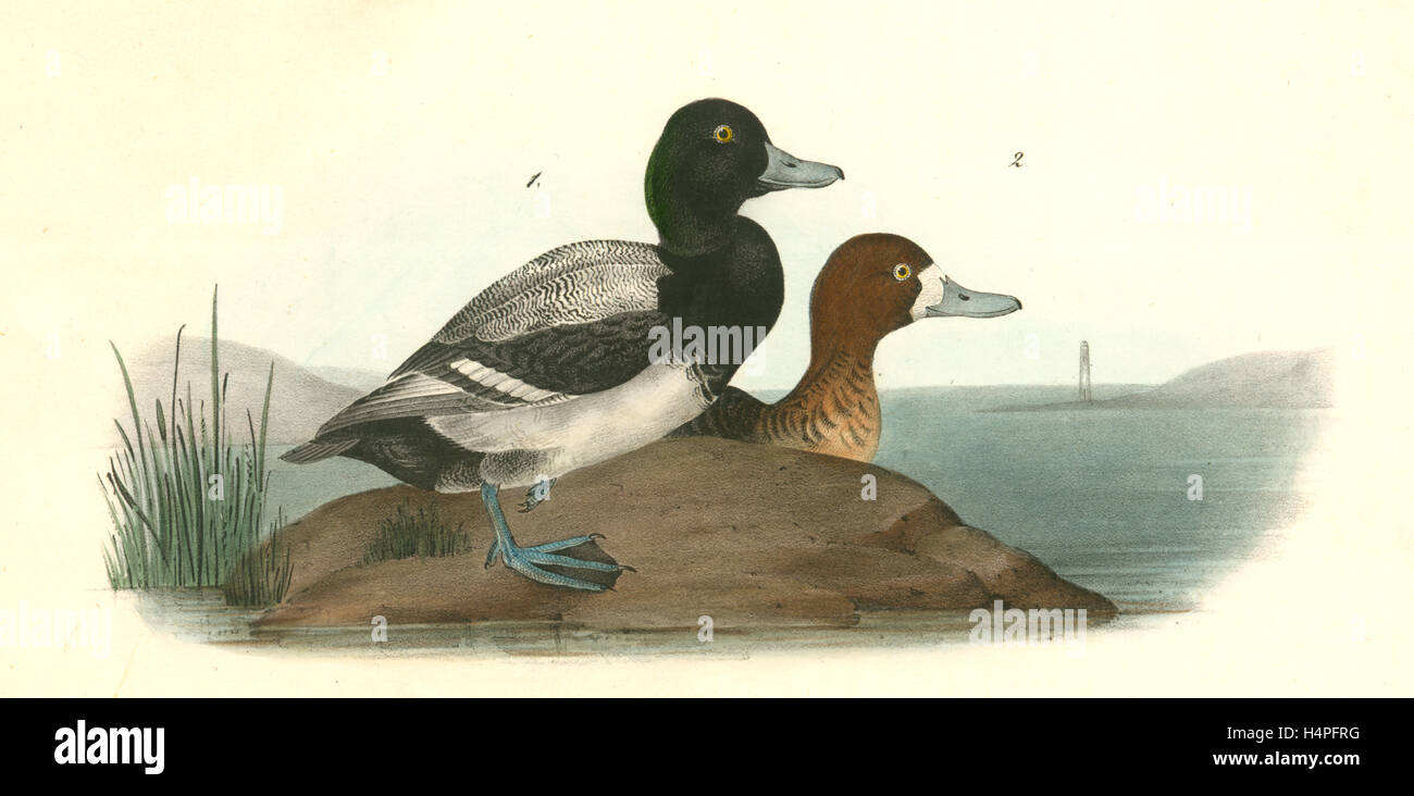 Common Scaup Duck. 1. Male. 2. Female., Audubon, John James, 1785-1851 ...