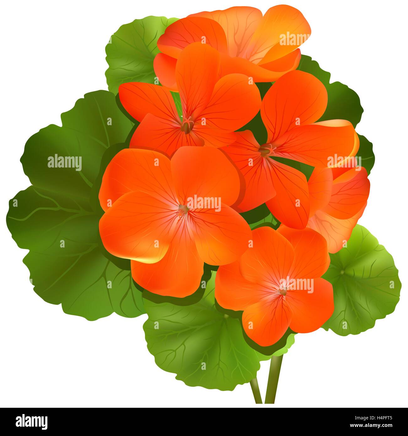 Flower pelargonium Stock Vector Images - Alamy