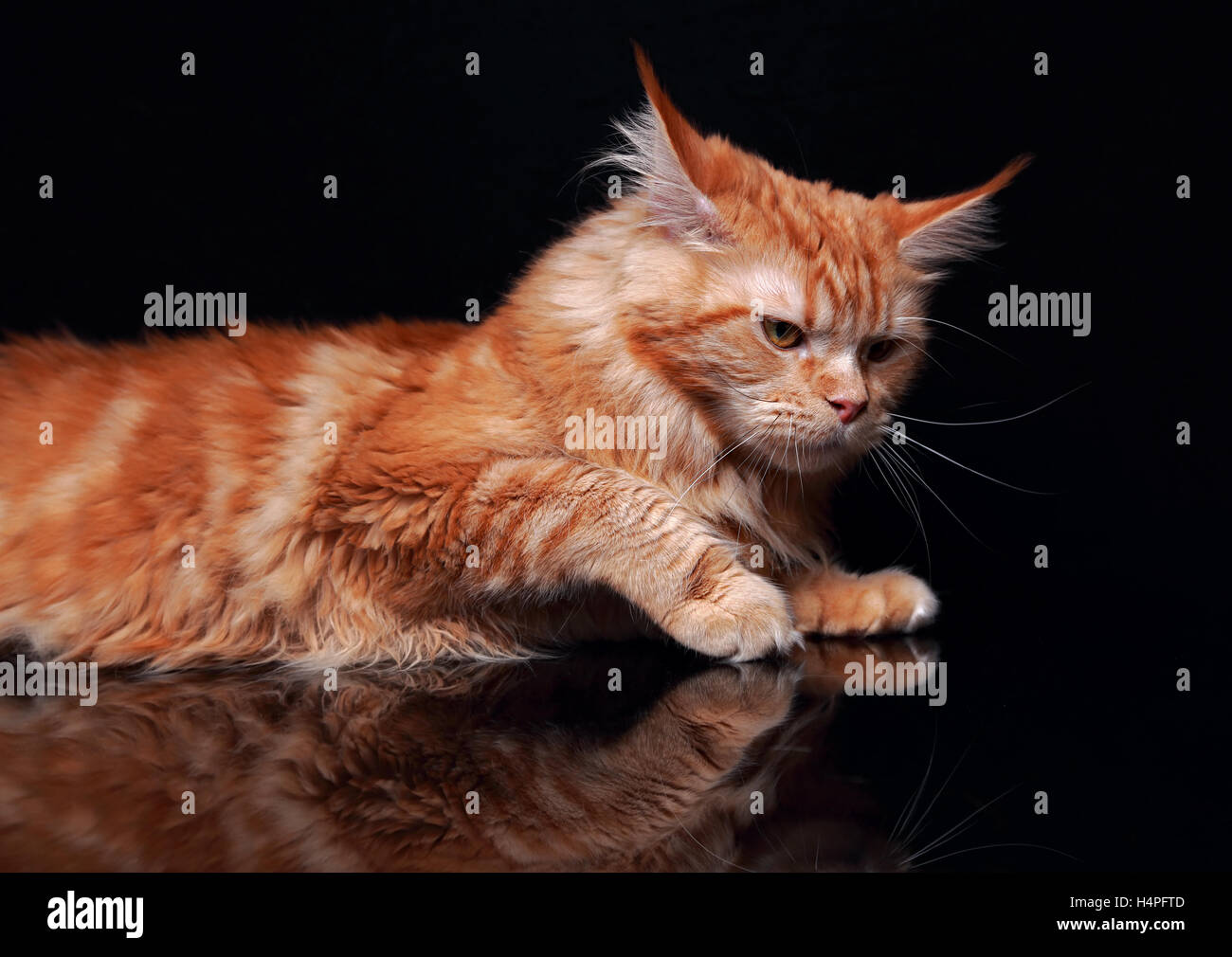 Female red solid maine coon cat with beautiful brushes on the ears on ...