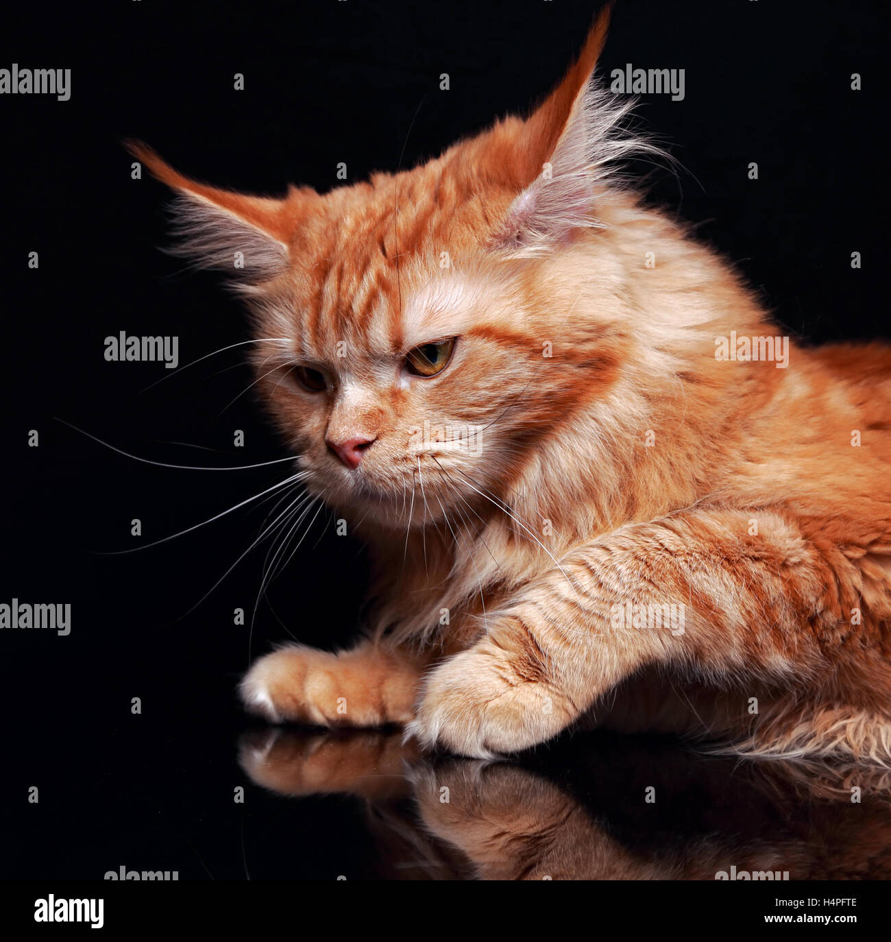 Female red solid maine coon cat with beautiful brushes on the ears on ...