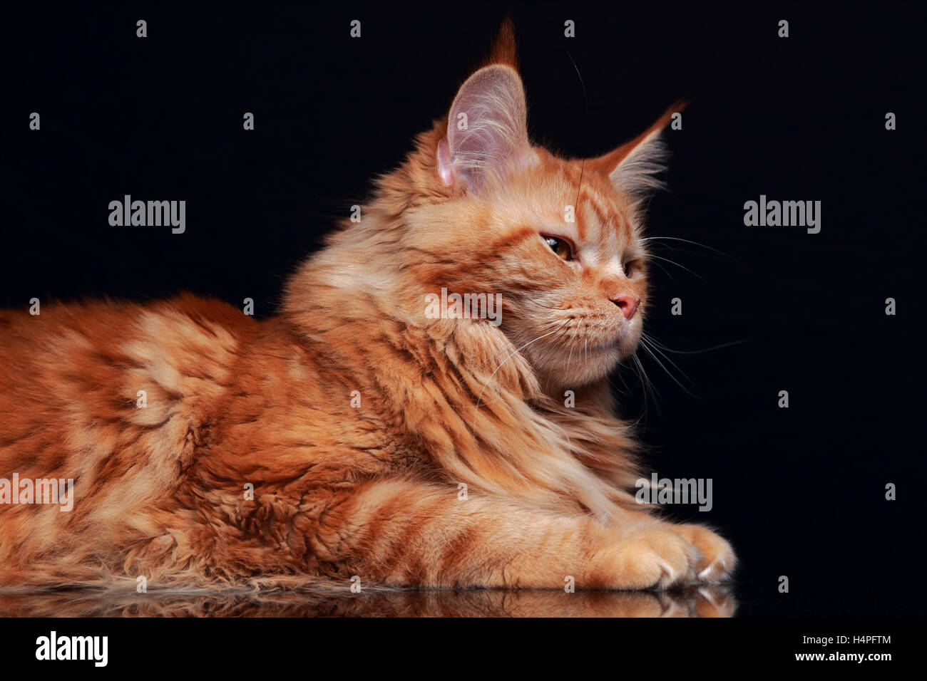 Female red solid maine coon cat profile with beautiful brushes on the ...