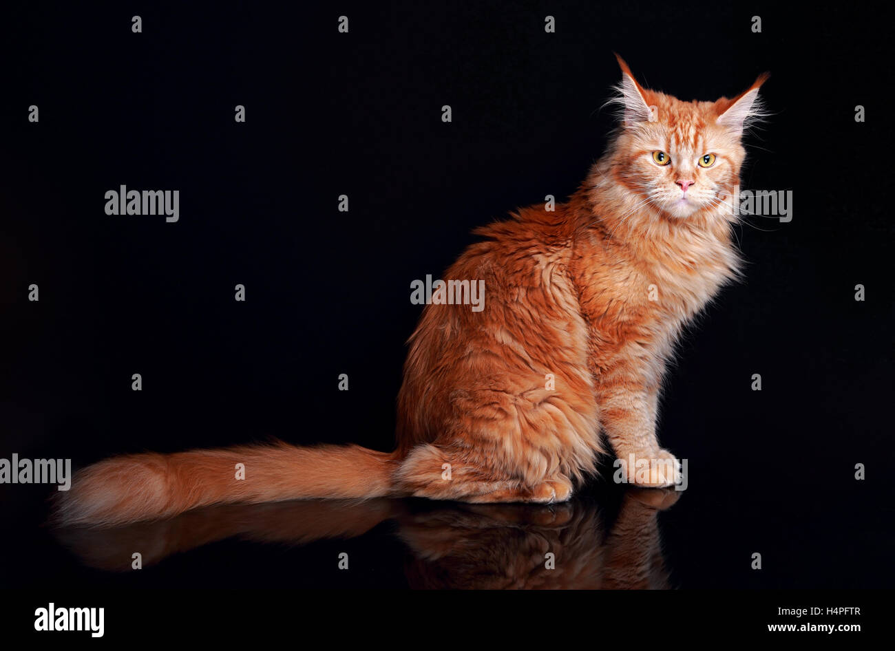 Female red solid maine coon cat sitting with beautiful brushes on the ...