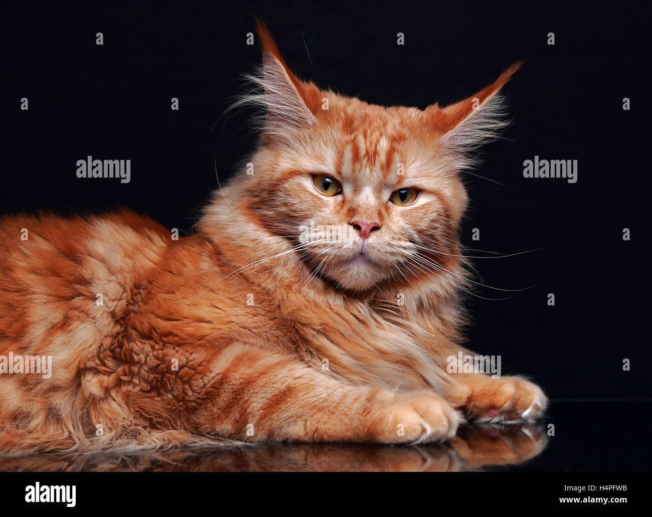 Female red solid maine coon cat with beautiful brushes on the ears on ...