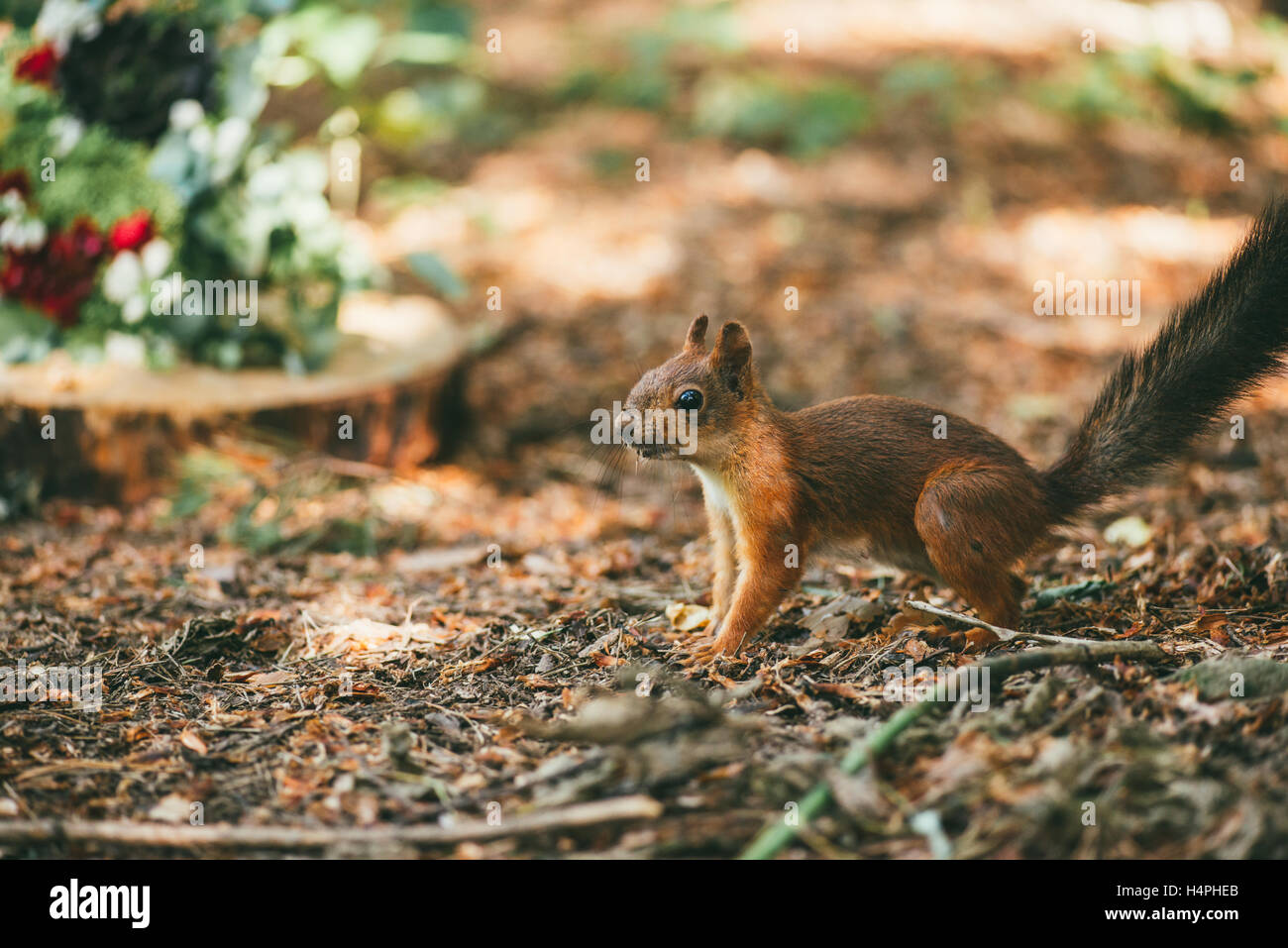 squirrel in the forest via background with flowers Stock Photo - Alamy