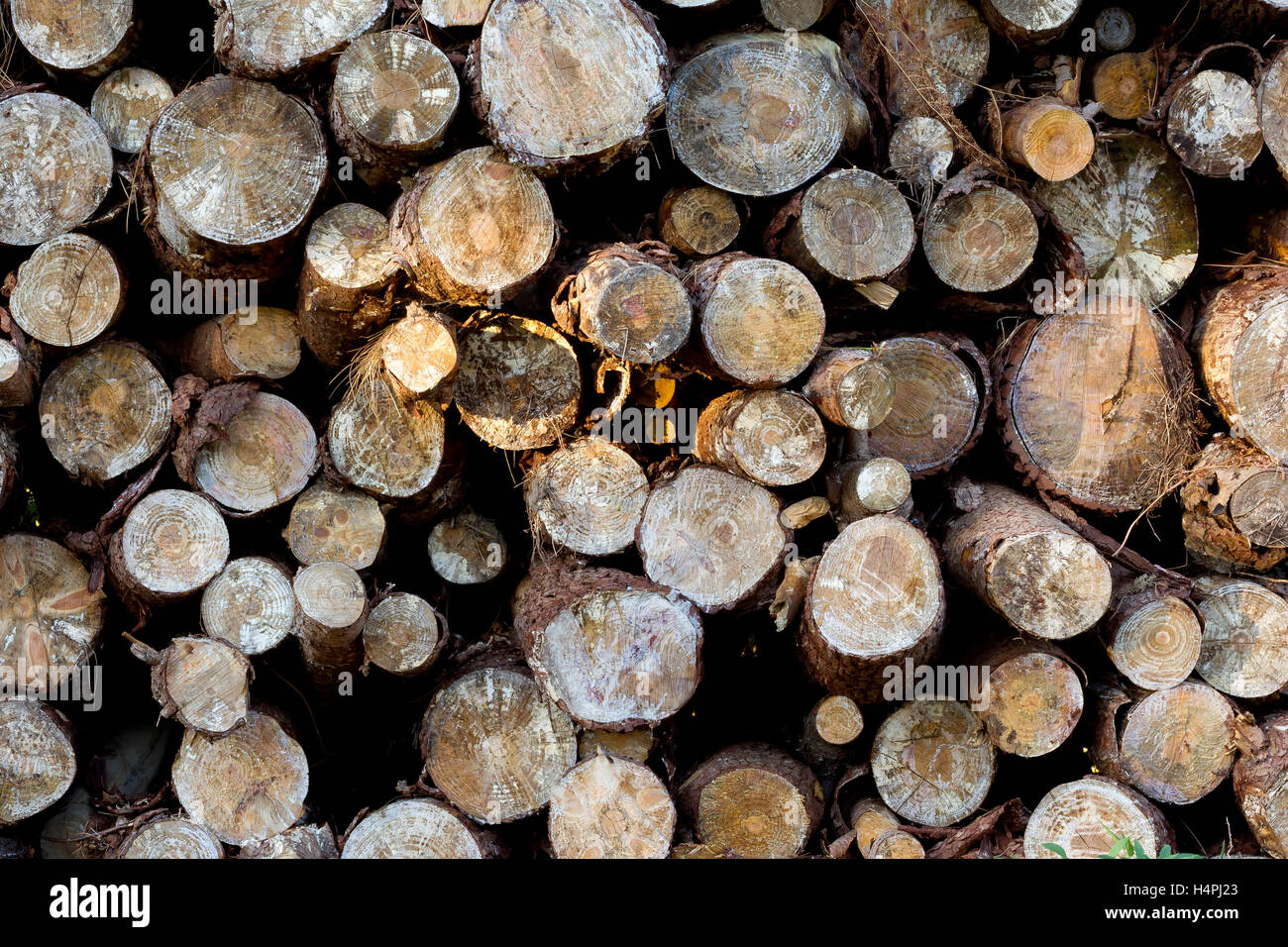 Light in one cut log Stock Photo - Alamy