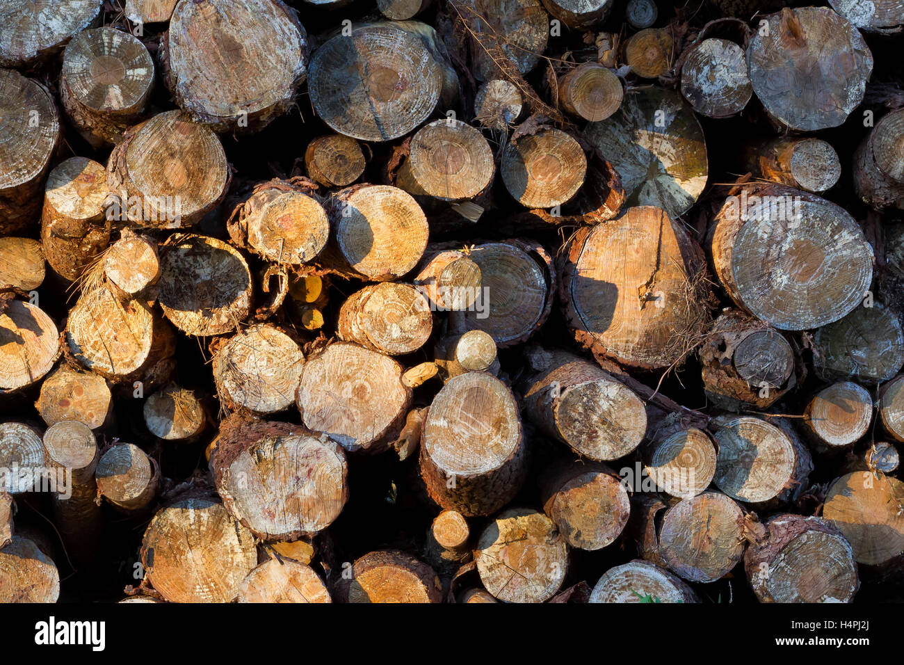 Cut logs in the morning Stock Photo - Alamy