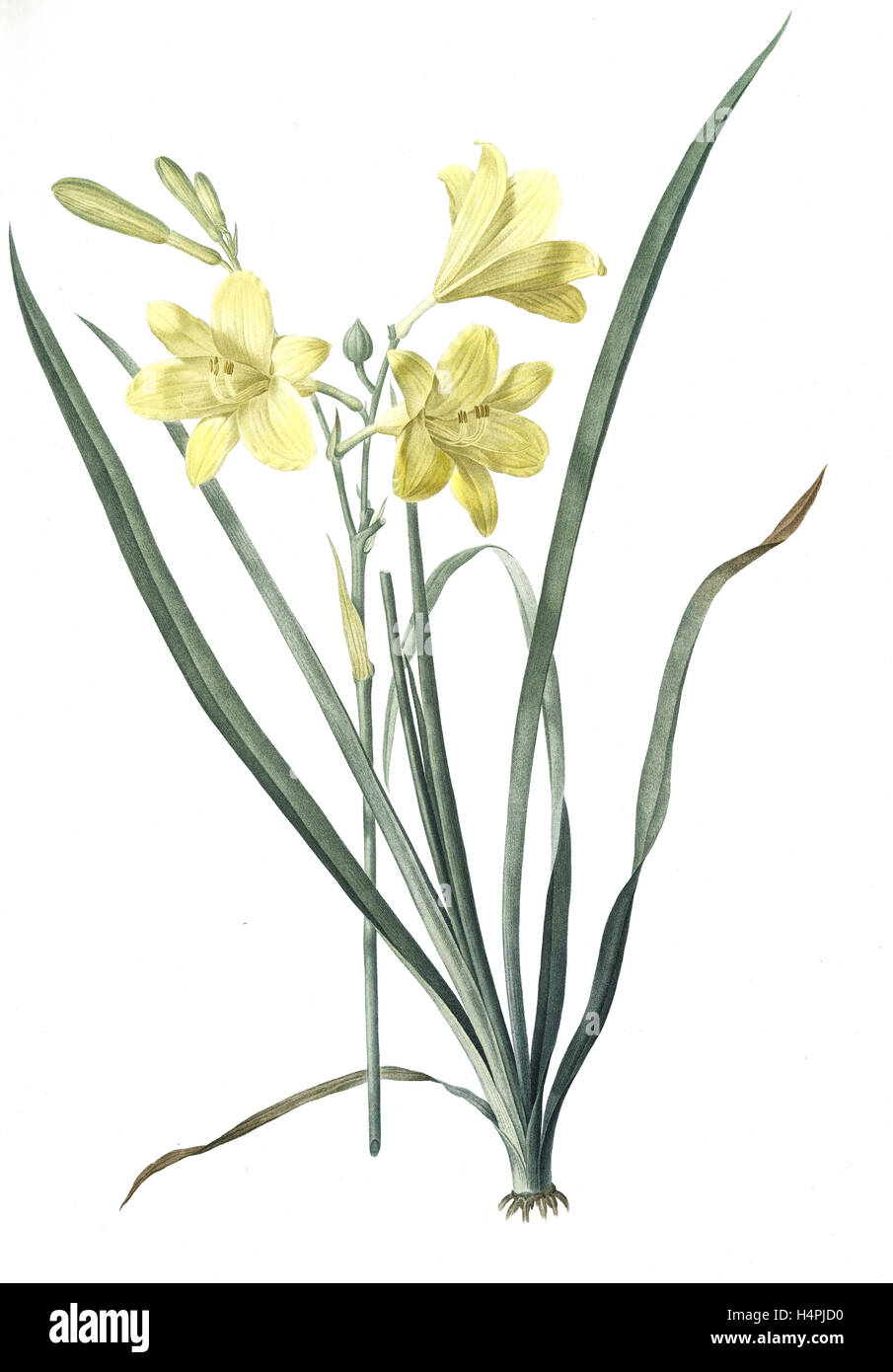 Hemerocallis flava, Hemerocalle Jaune; Yellow Day Lily, Redouté, Pierre ...