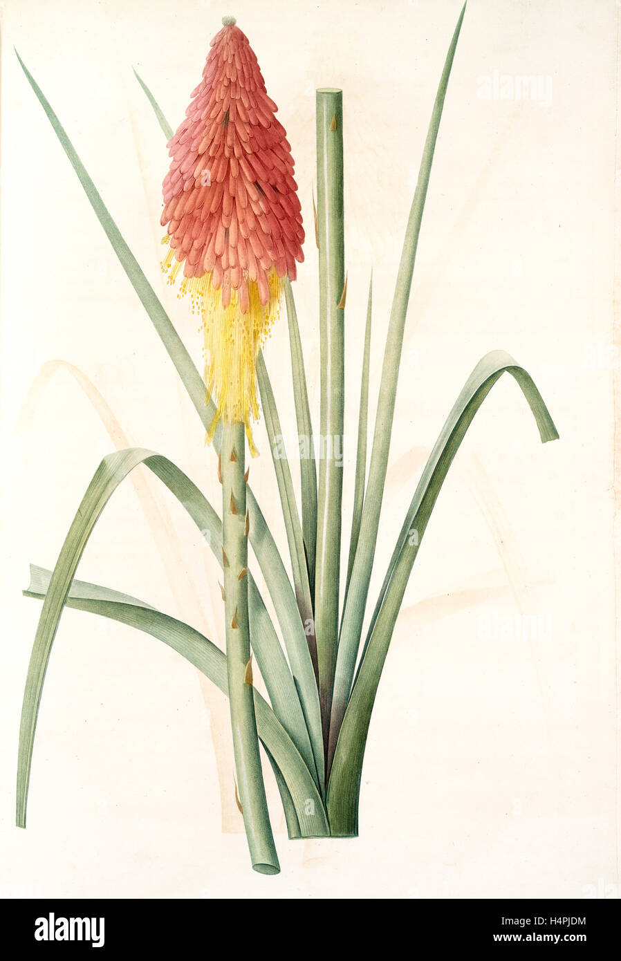 Tritoma uvaria, Kniphofia Uvaria; Tritoma à longues grappes; Redhot ...