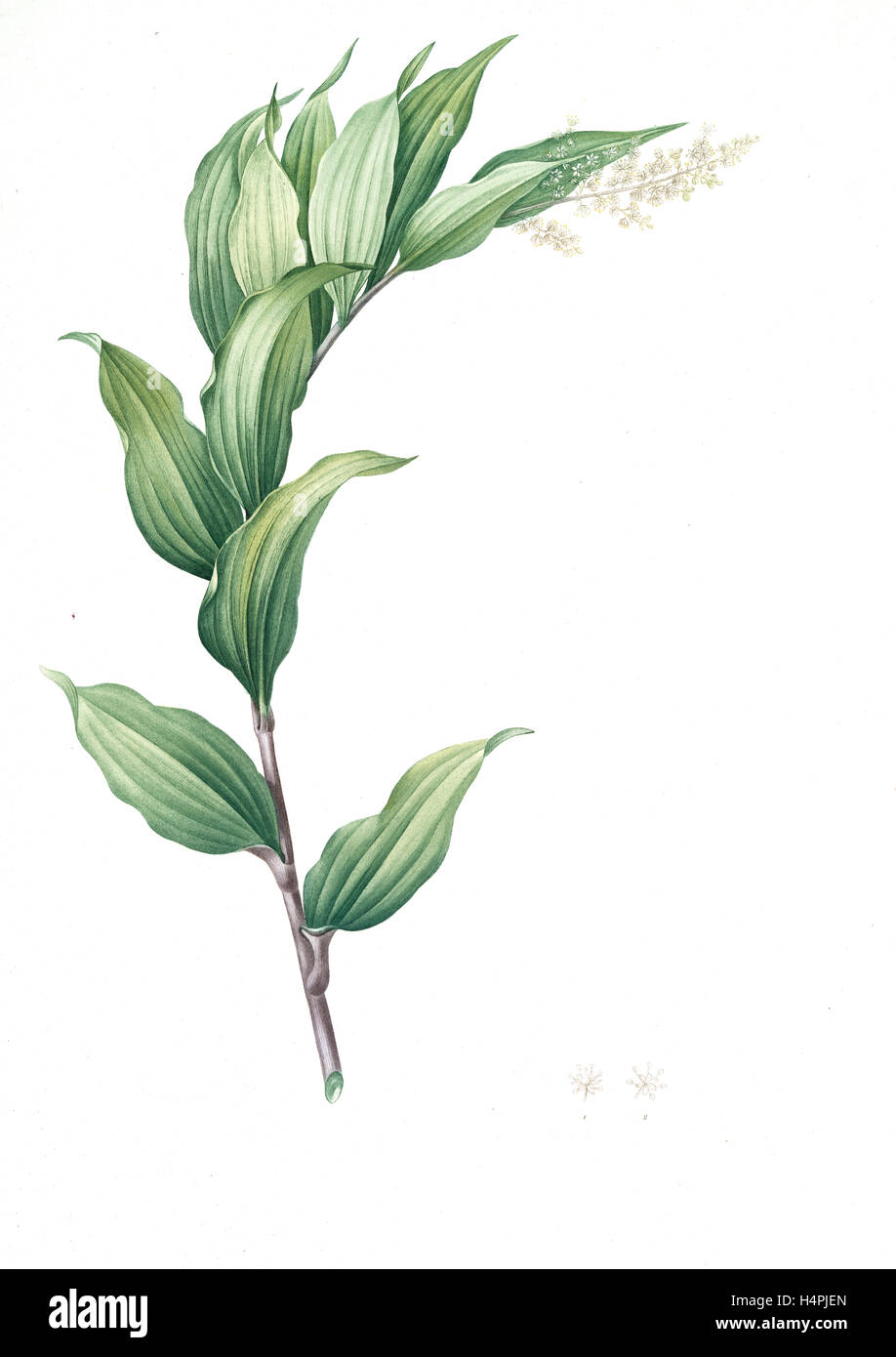 Smilacina racemosa hi-res stock photography and images - Alamy