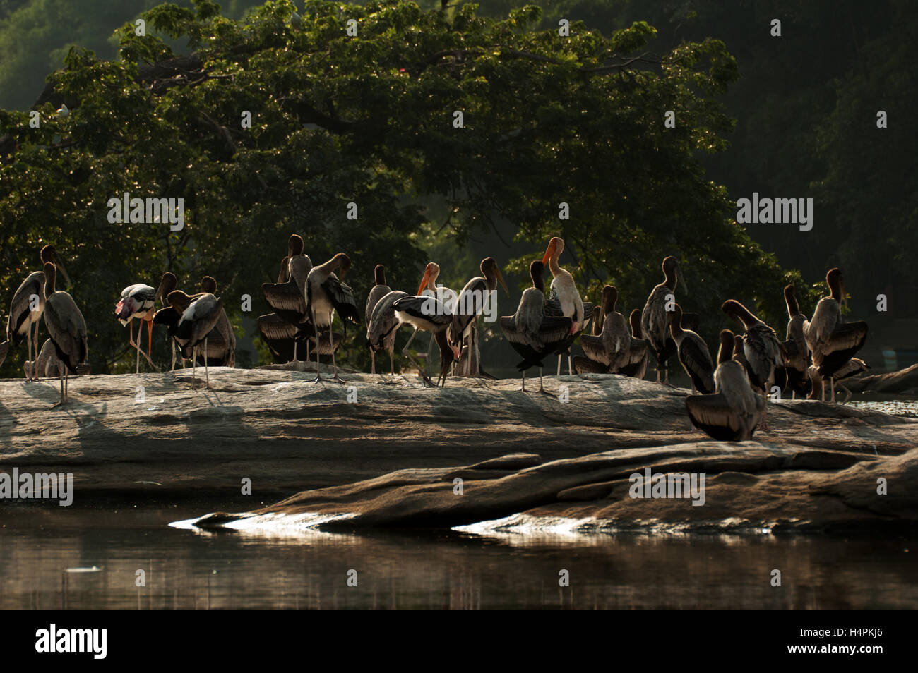 Painted Storks at the famed Rangantittu Bird Sanctuary near Mysore ...