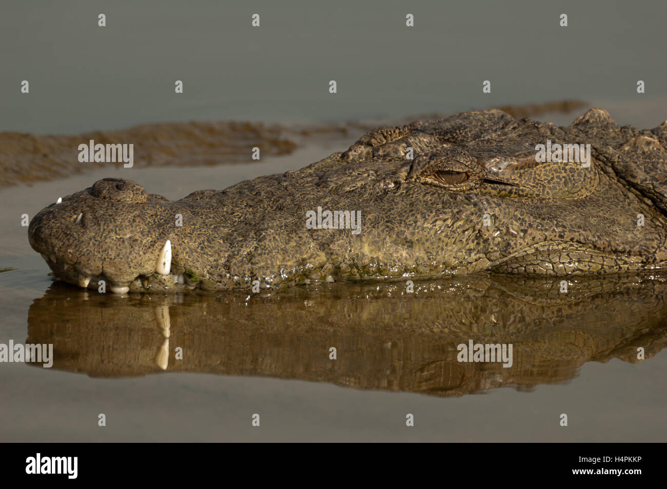 The Jaws Of Death Crocodile mugger alligator with open jaws at ...