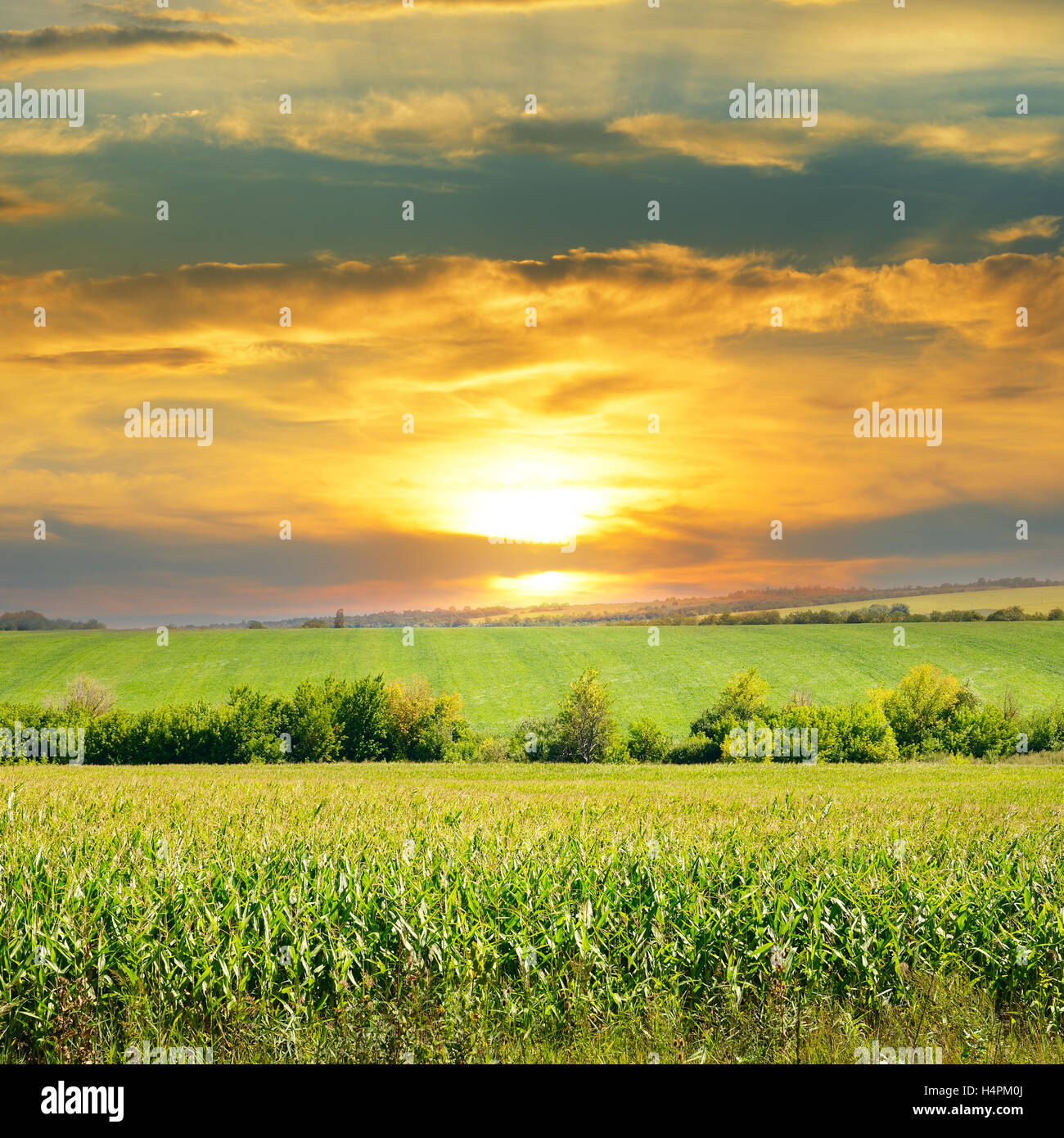 Corn field at sunrise hi-res stock photography and images - Alamy