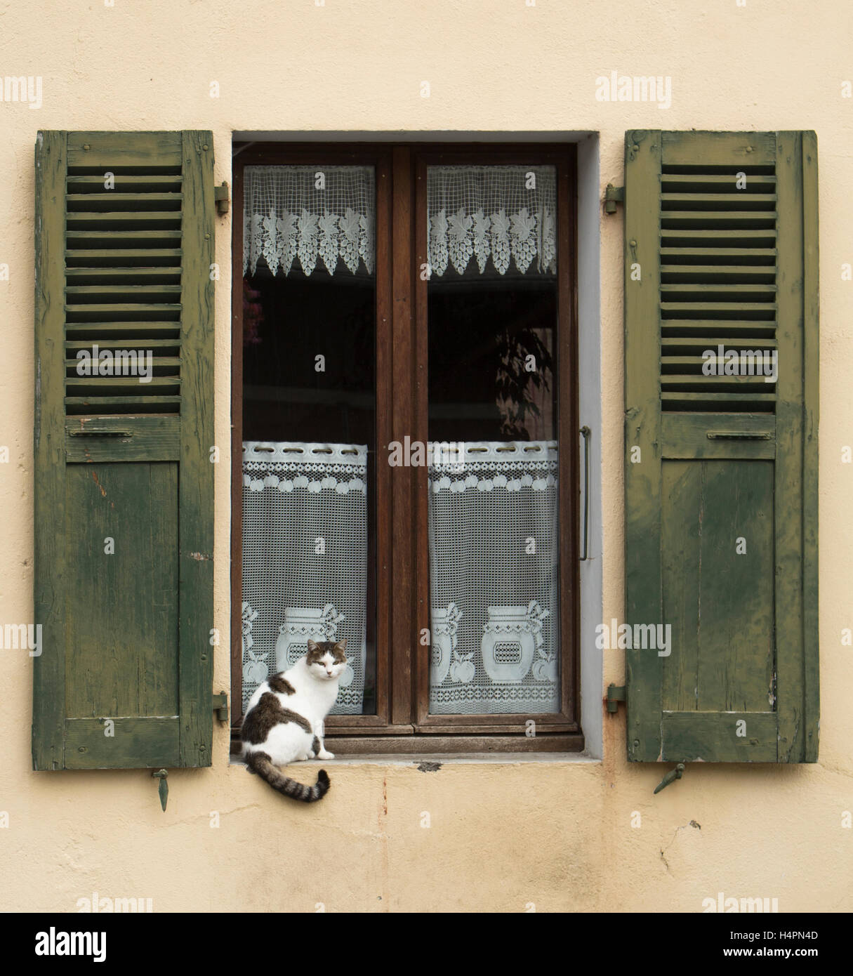 Cat on windows hi-res stock photography and images - Alamy