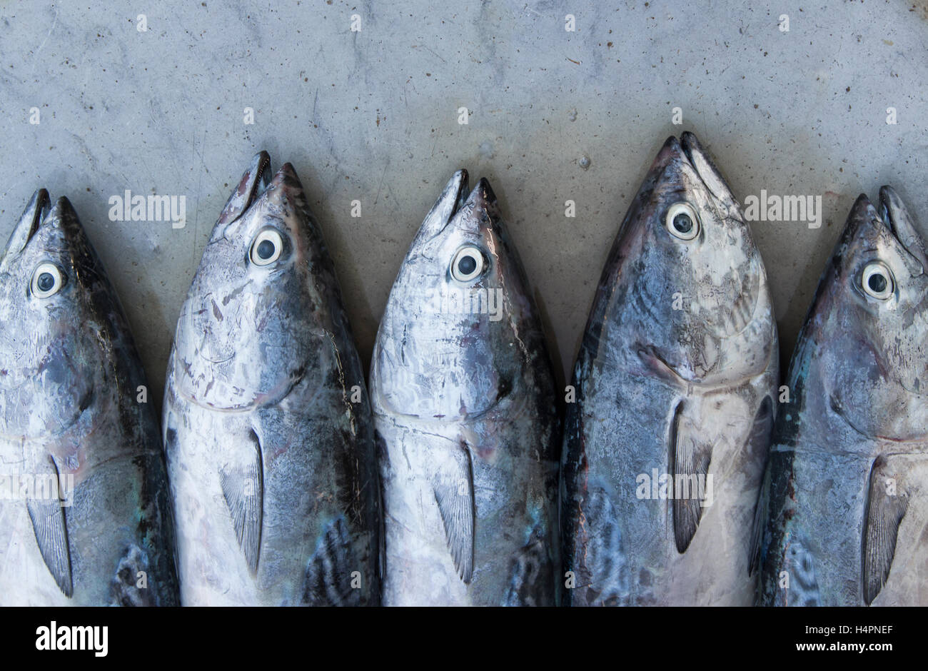 Fresh salmon fish sale hi-res stock photography and images - Alamy