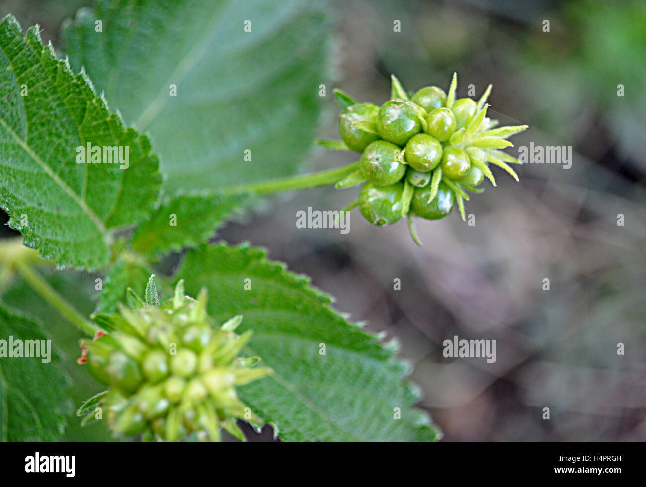 Lantana seeds hi-res stock photography and images - Alamy