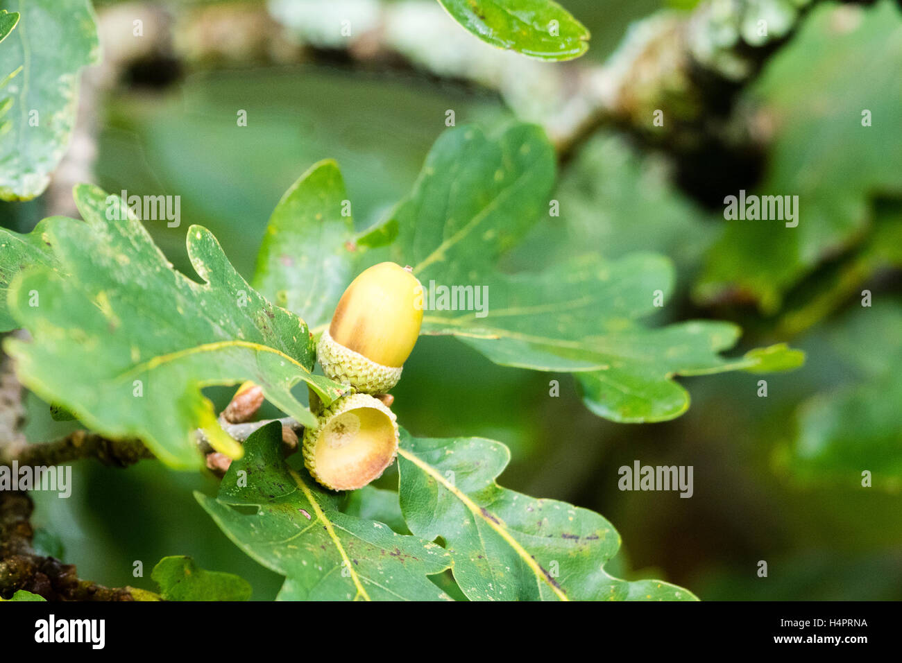 Quercus petraea uk acorn hi-res stock photography and images - Alamy