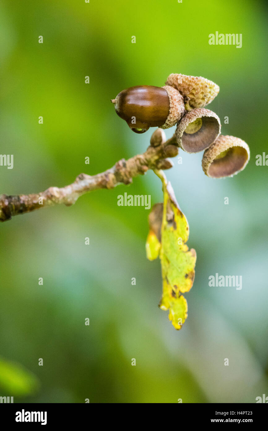 Quercus petraea uk acorn hi-res stock photography and images - Alamy