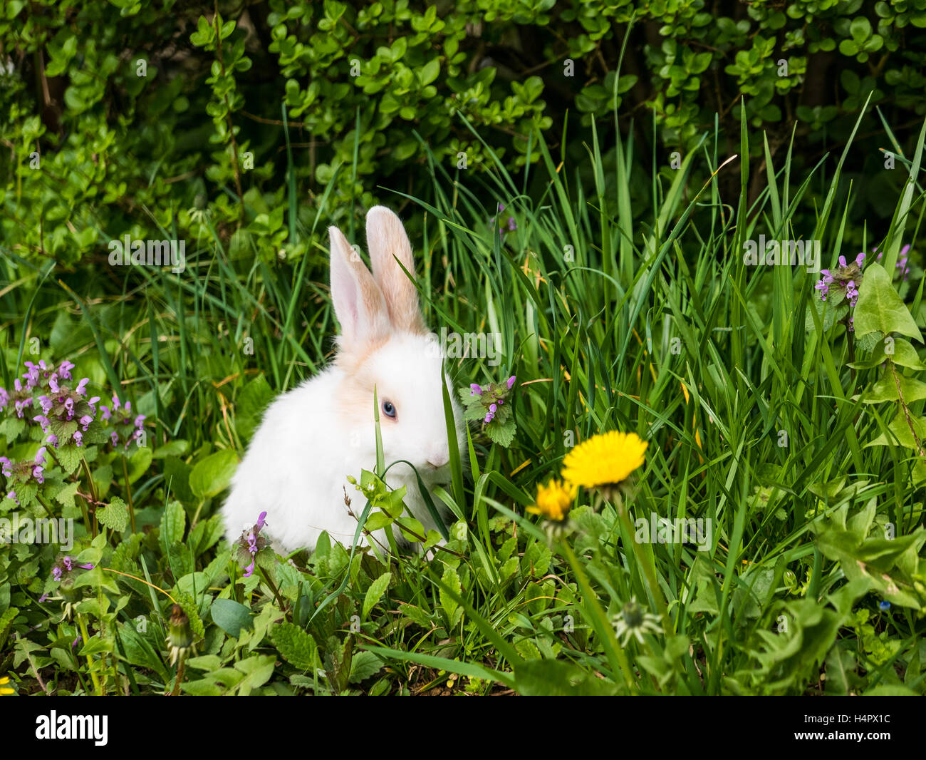 Small white rabbit in the grass surrounded by flowers in spring Stock ...