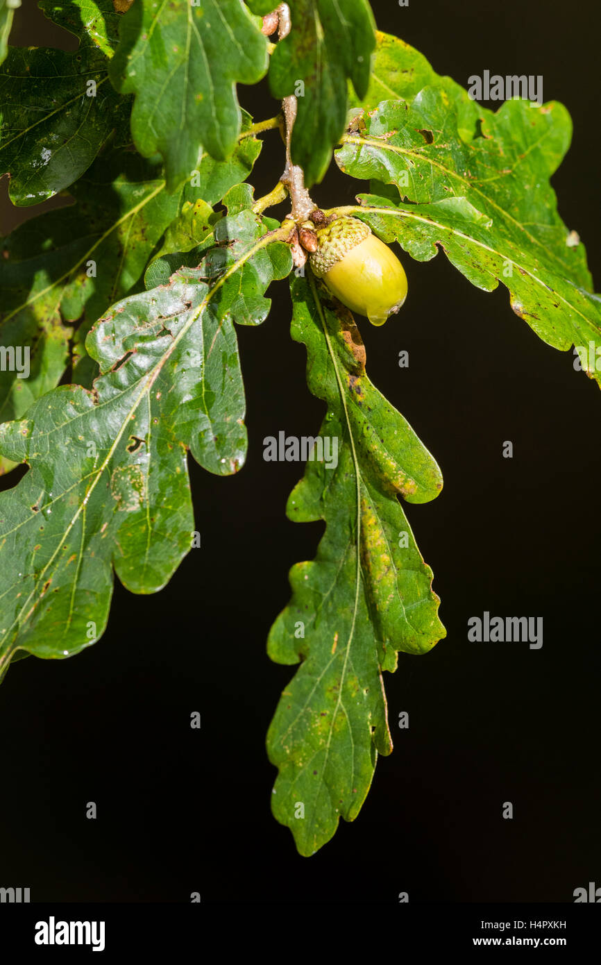 Quercus petraea uk acorn hi-res stock photography and images - Alamy
