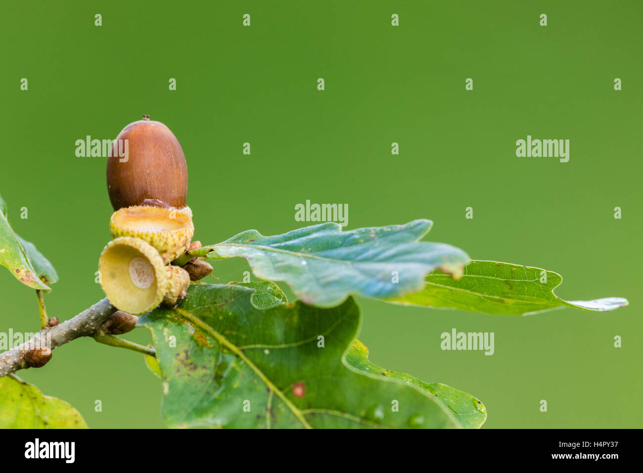 Quercus petraea uk acorn hi-res stock photography and images - Alamy