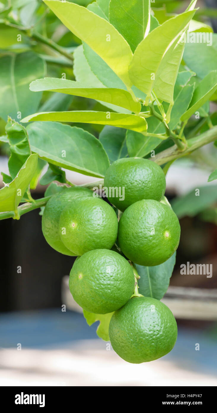 Lime green tree hanging from the branches of it Stock Photo - Alamy