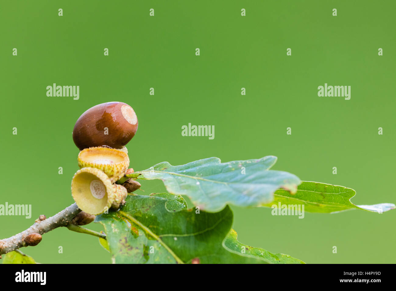 Quercus petraea uk acorn hi-res stock photography and images - Alamy