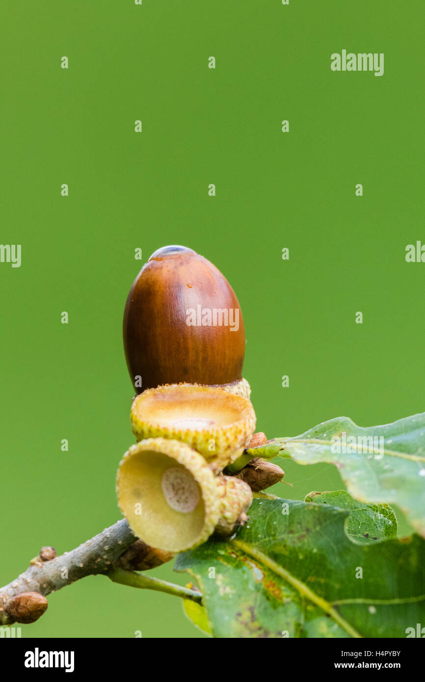 Quercus petraea uk acorn hi-res stock photography and images - Alamy