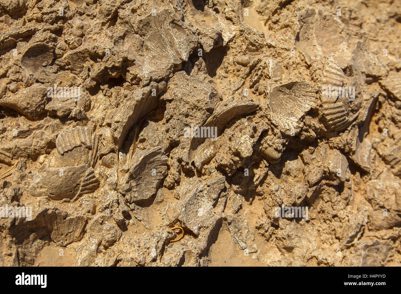 Fossil reach rock Stock Photo - Alamy