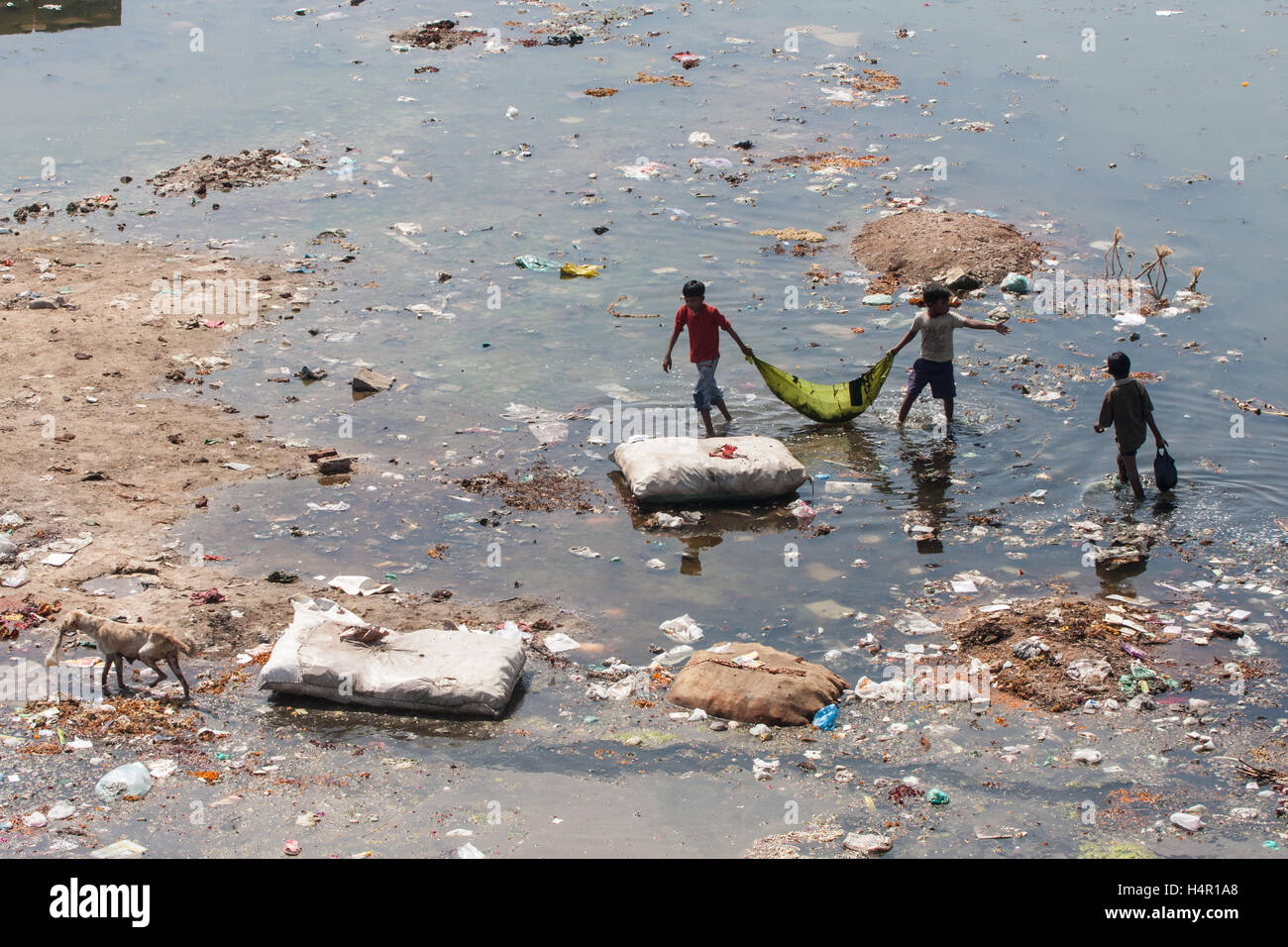 Children playing in filthy and polluted River Sabarmati in the centre ...