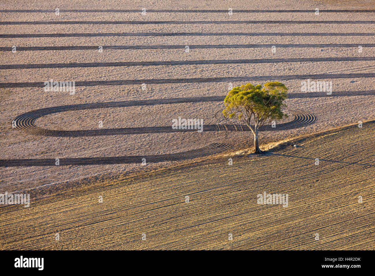 Low altitude aerial of farm land and lone Gum Tree in field near ...