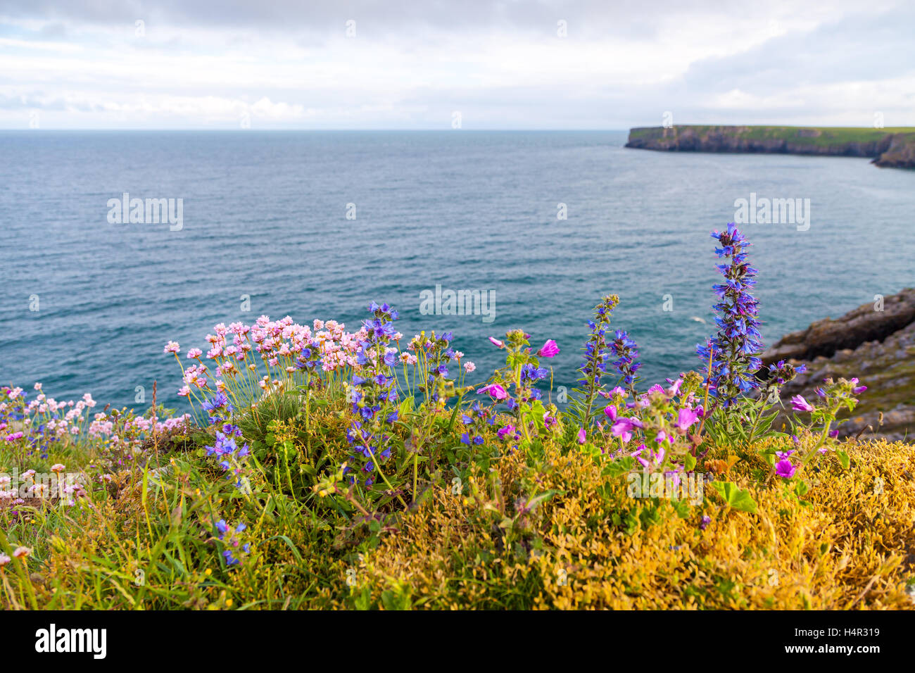 Barafundle bay hi-res stock photography and images - Alamy