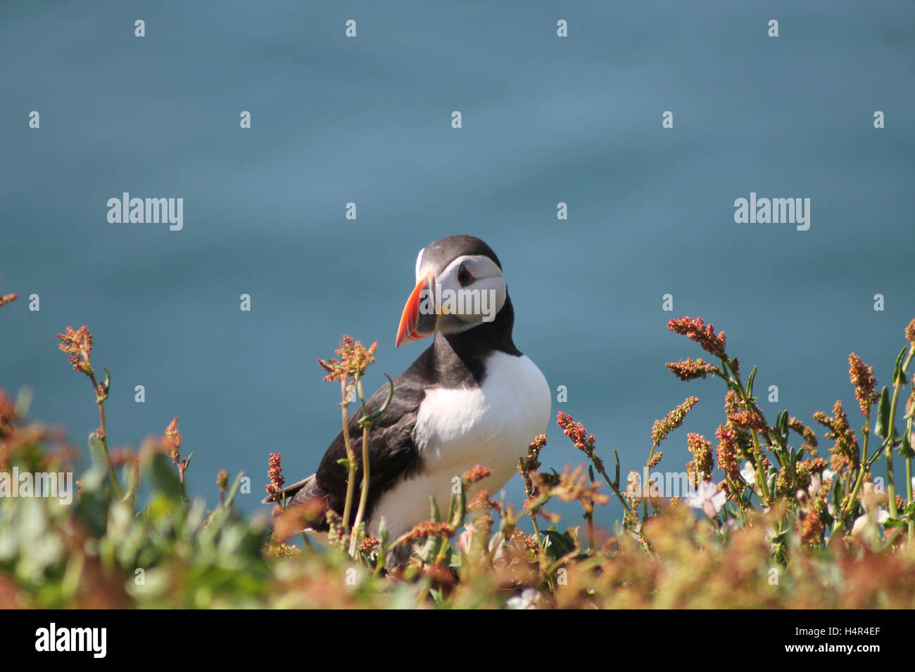 Puffin Skomer Island Stock Photo - Alamy