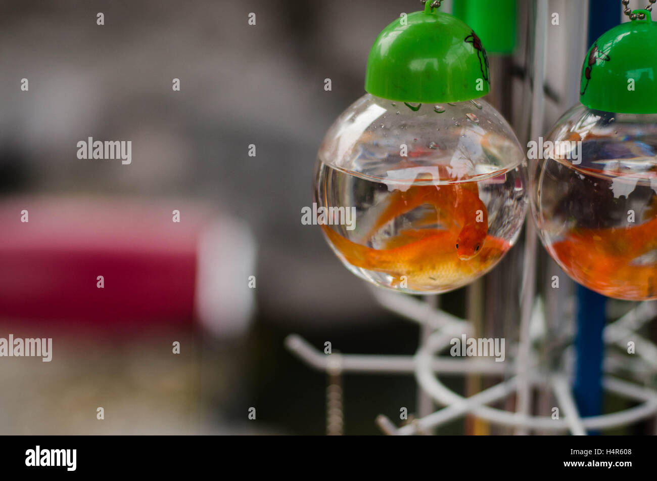 Gold fish bowl hi-res stock photography and images - Alamy