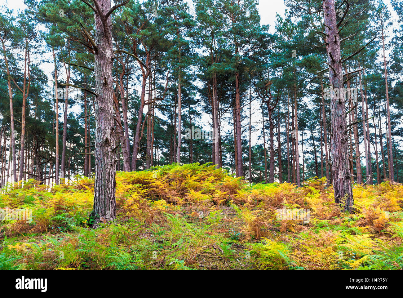 Fern in undergrowth pine tree High Resolution Stock Photography and ...