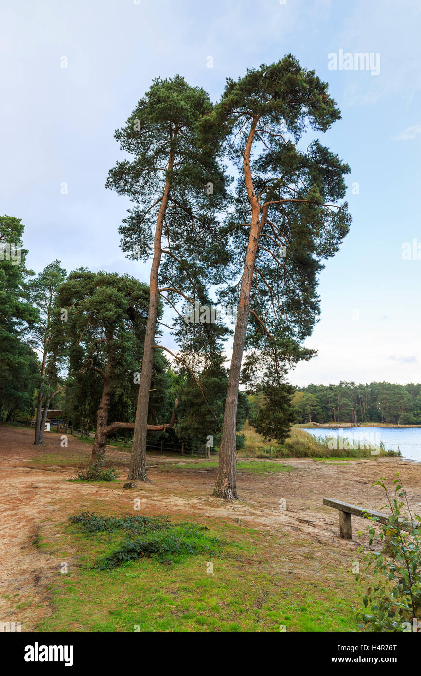 Pine trees in woodland at the edge of Frensham Little Pond, Frensham ...