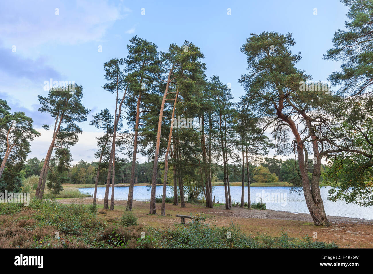 Frensham ponds autumn hi-res stock photography and images - Alamy