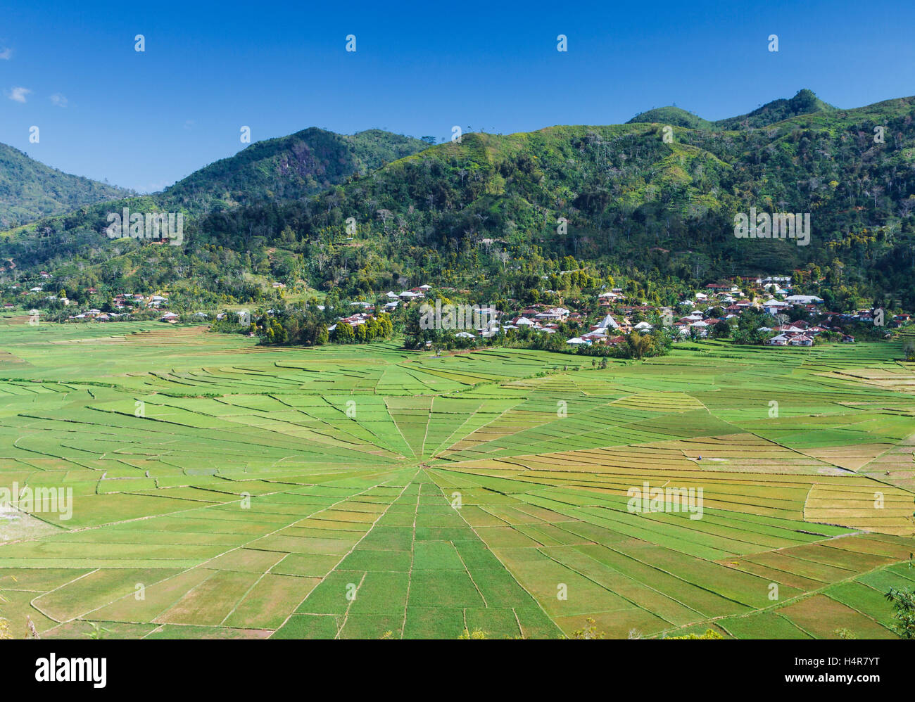 Spider web rice fields Stock Photo - Alamy