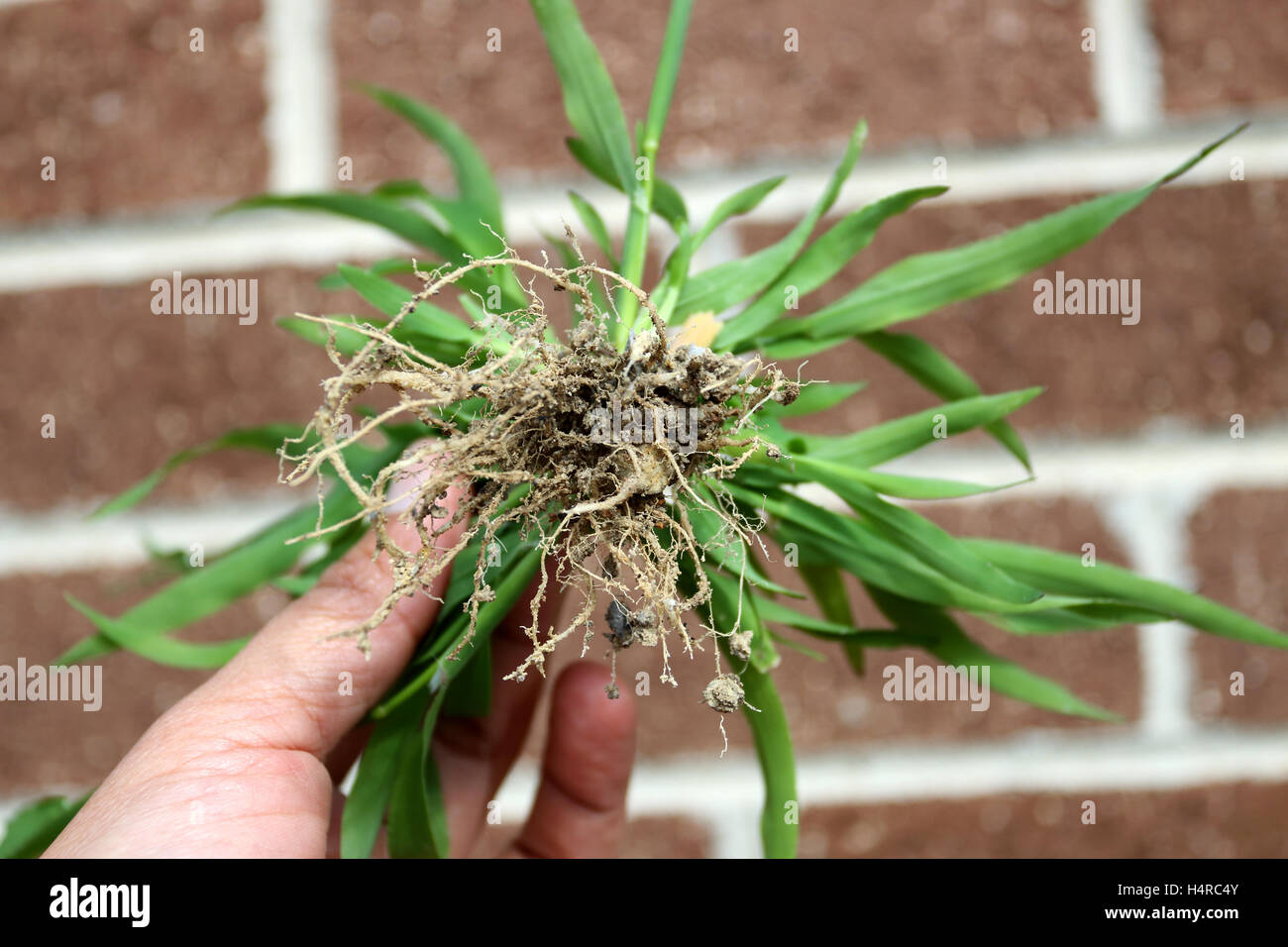 Poa annua hi-res stock photography and images - Alamy