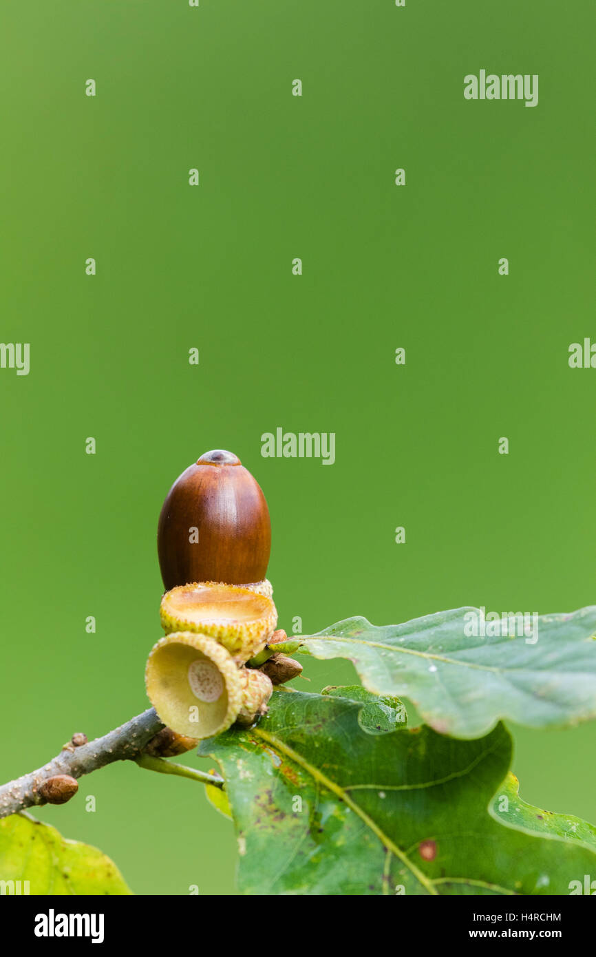 Quercus petraea uk acorn hi-res stock photography and images - Alamy