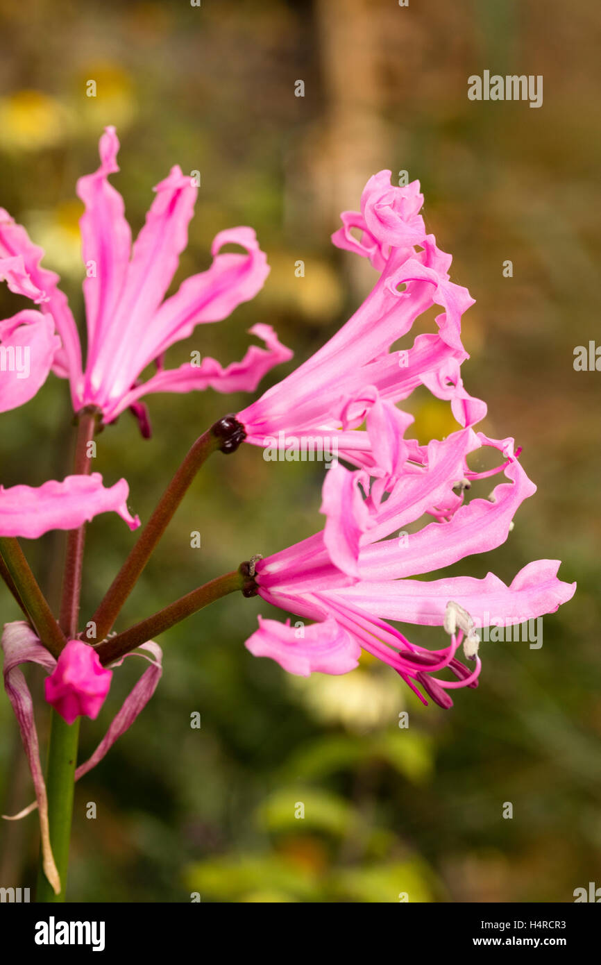 Undulate pink petals and strong growth distinguish the Autumn flowering ...