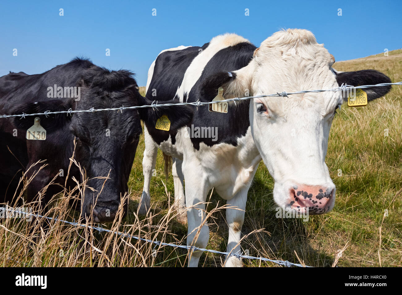 Cow Cows Fence High Resolution Stock Photography and Images - Alamy