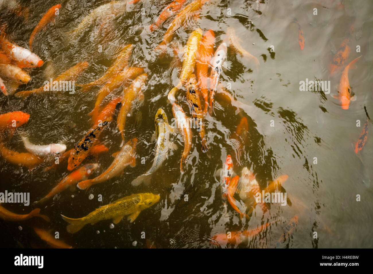 Mass of Koi viewed from above Stock Photo - Alamy
