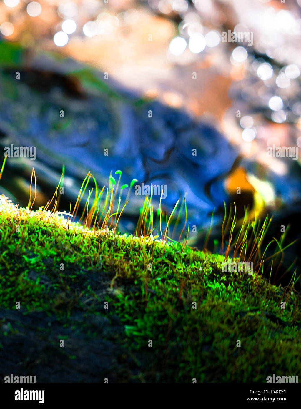 Closeup moss hi-res stock photography and images - Alamy