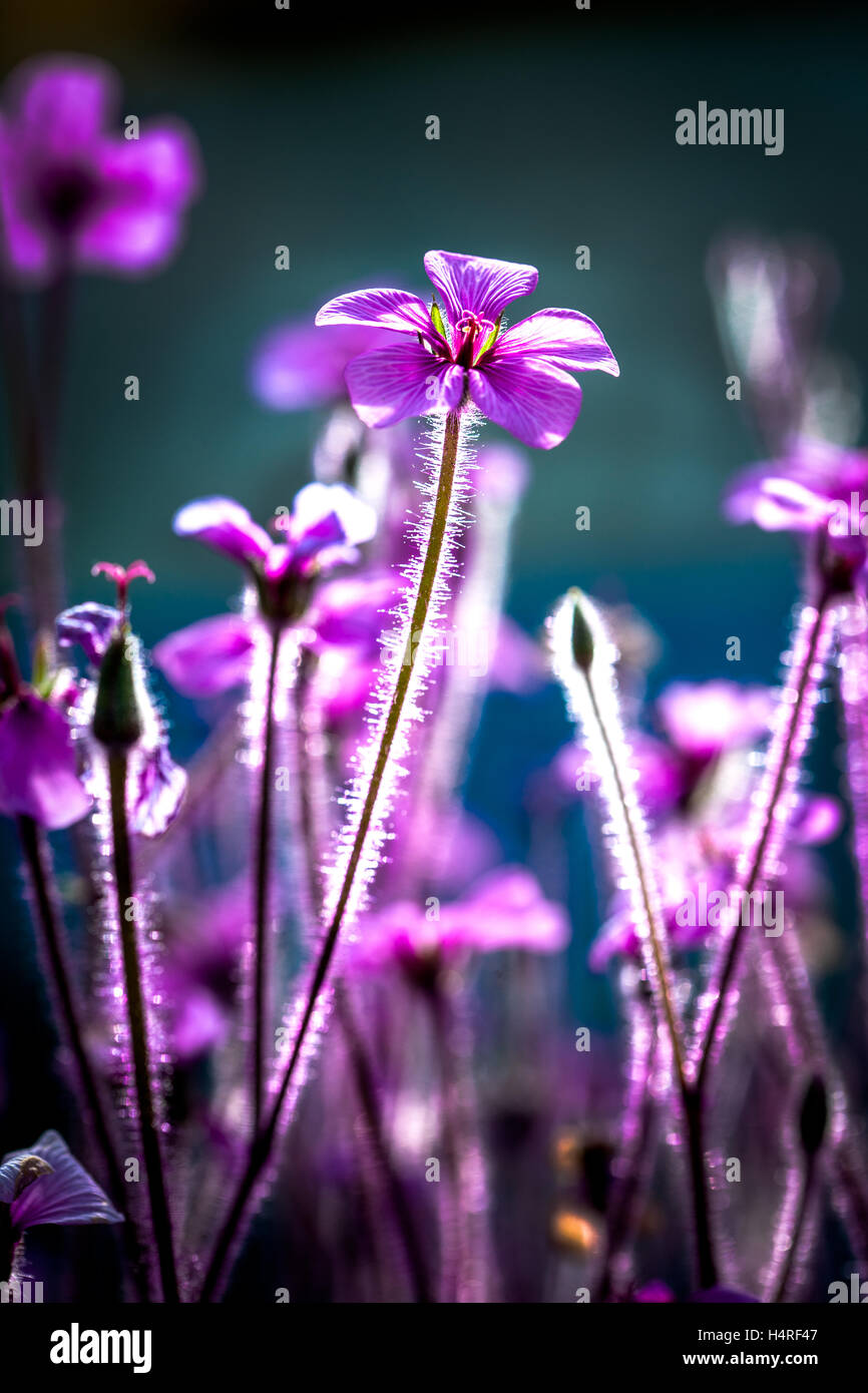 Fuzzy flower hi-res stock photography and images - Alamy