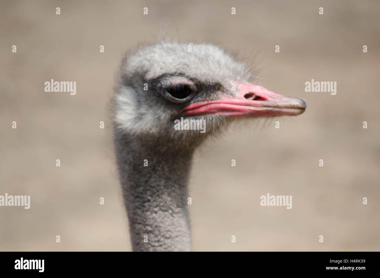 Angry ostrich hi-res stock photography and images - Alamy