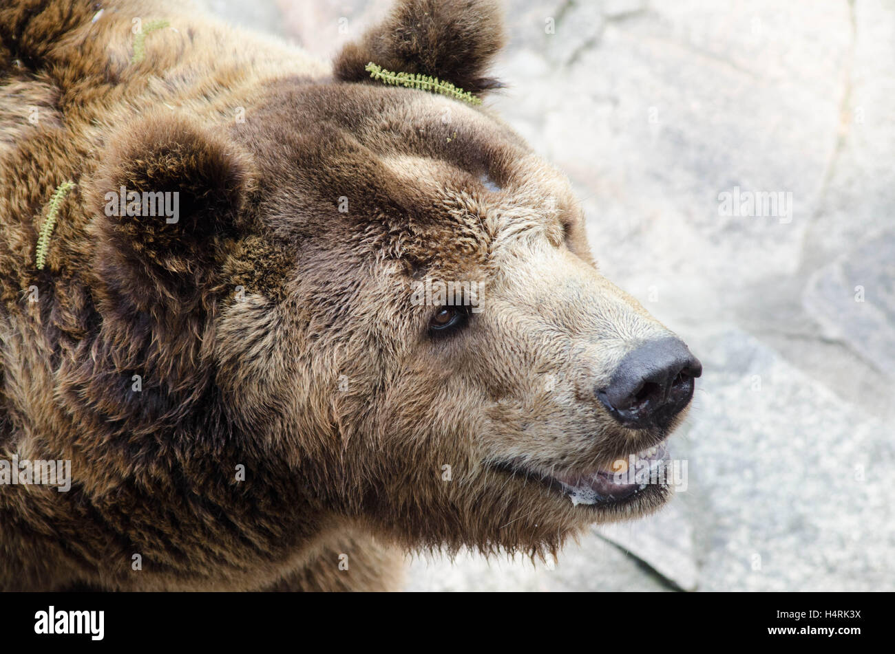 Bear in the zoo Stock Photo - Alamy