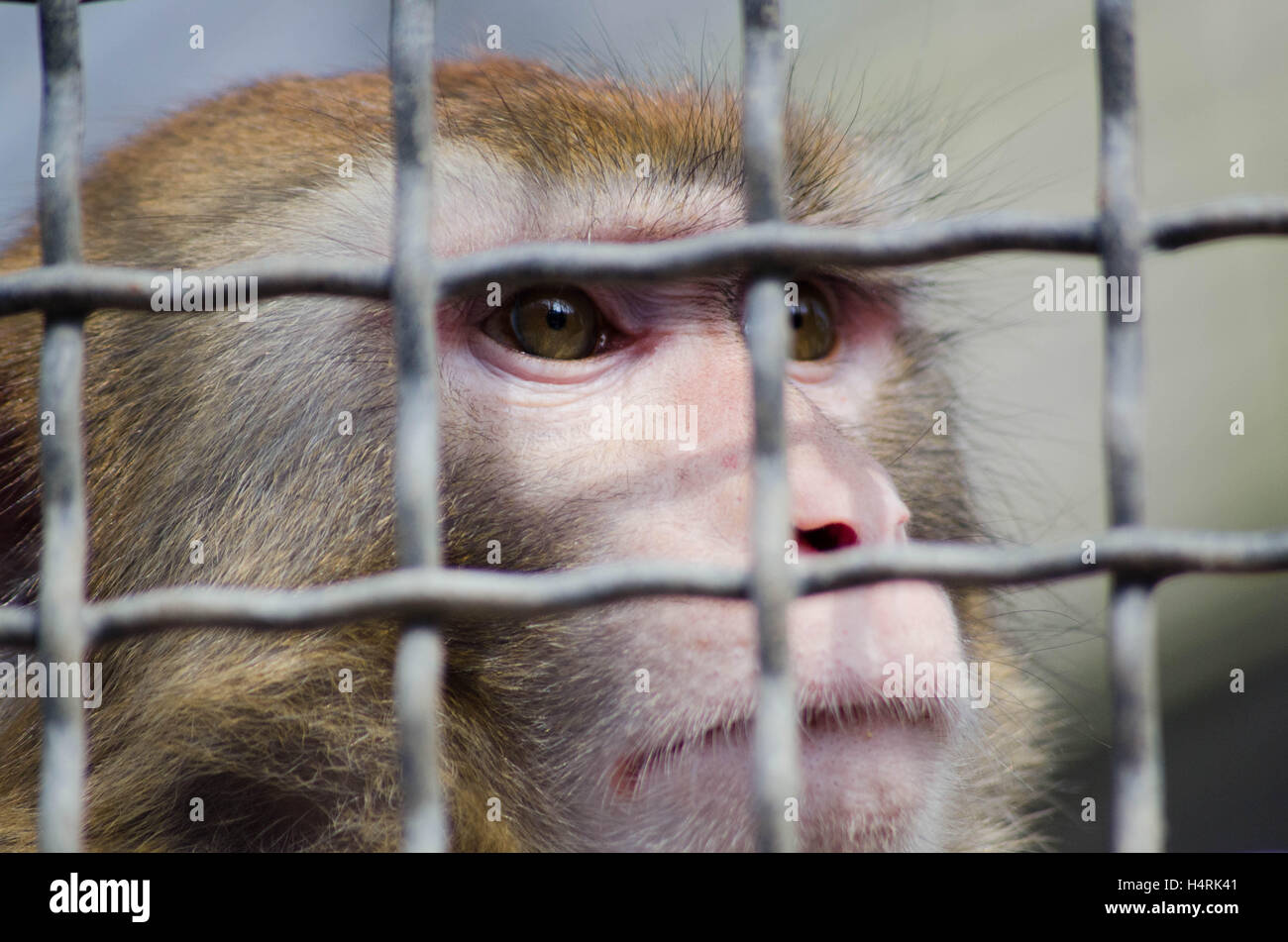 Monkey looking out Stock Photo - Alamy