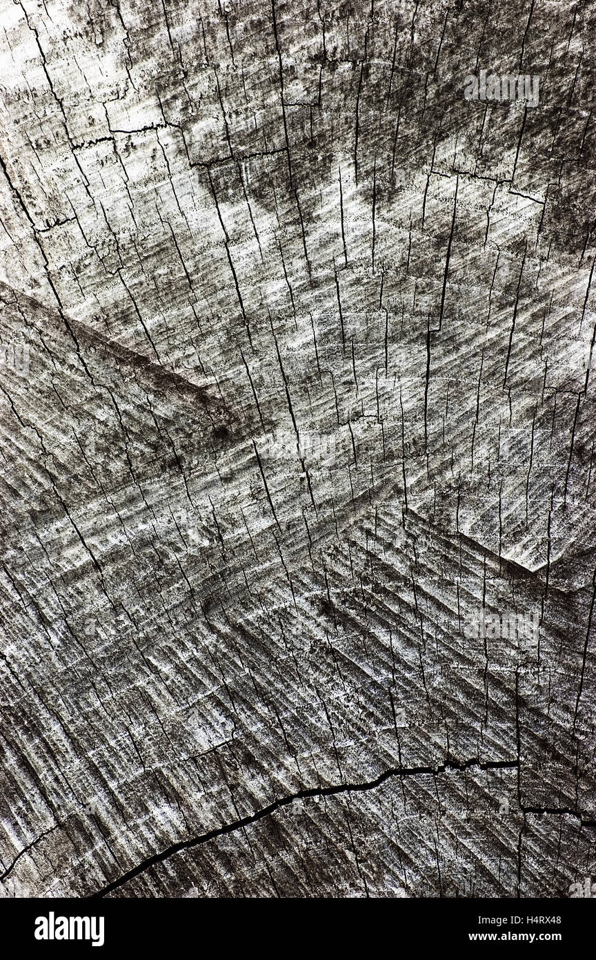 Natural Weathered Grey Tree Stump Cut Texture, Large Detailed Old Aged ...